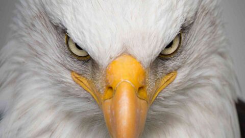 Fear Based Marketing: The Power (and Perils) of Leaning Into Fear